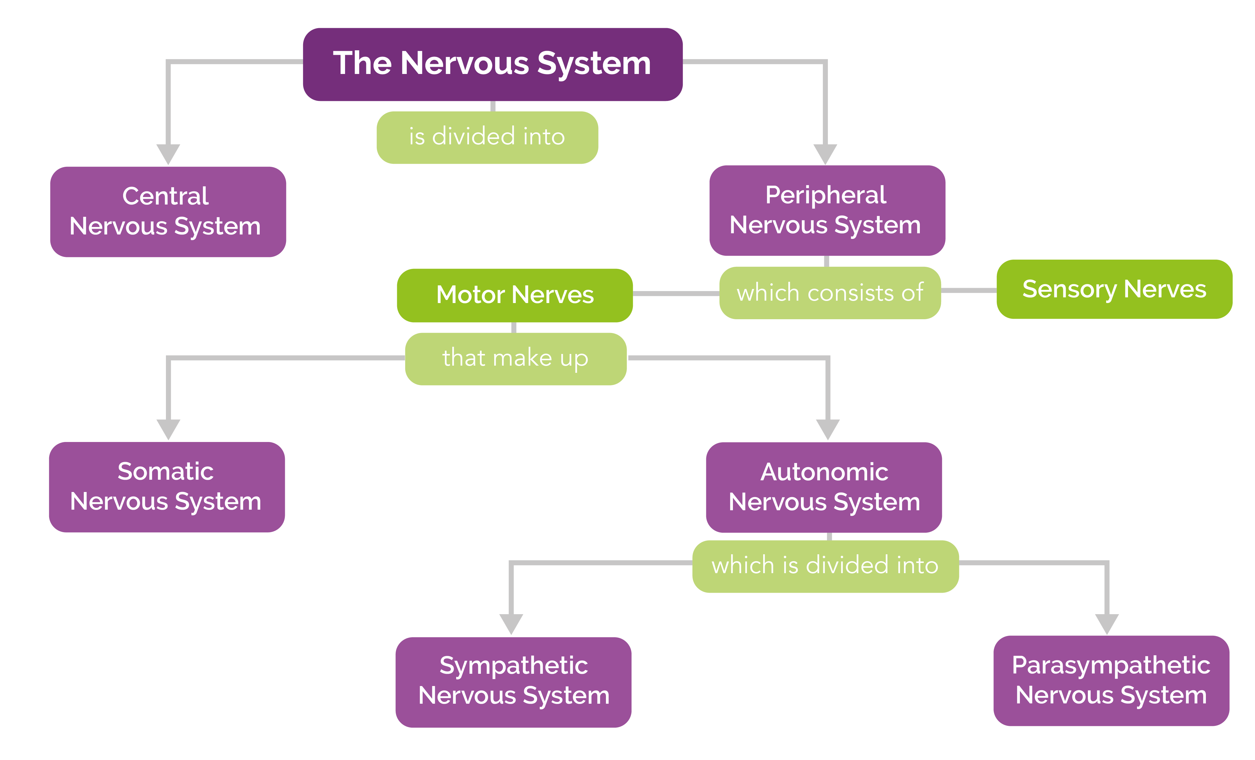 Nervous System Divisions Chart